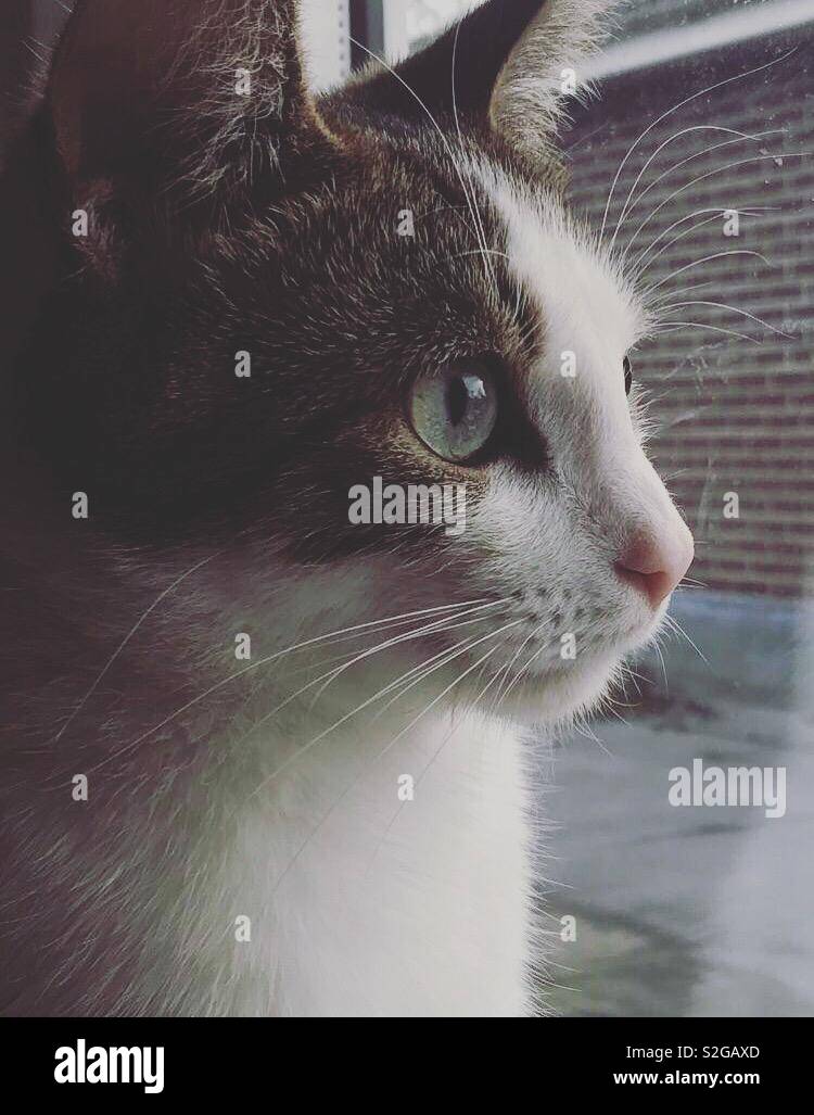 Mr bruce hi-res stock photography and images - Alamy