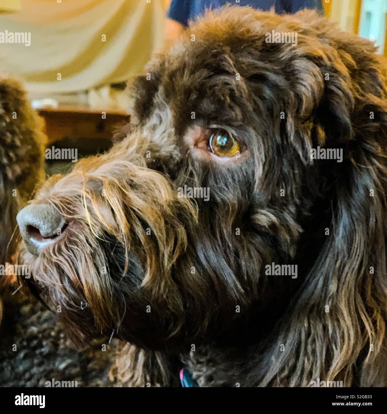 Serious dog hi-res stock photography and images - Alamy