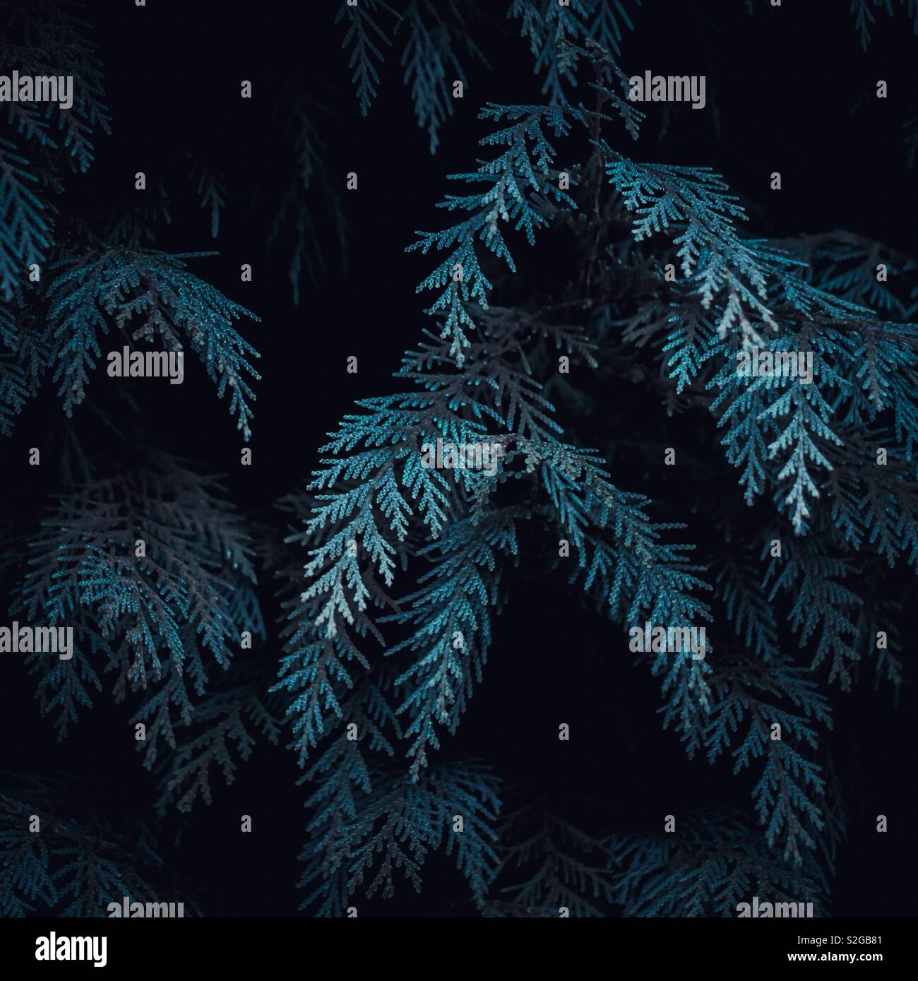 Blue pine tree hi-res stock photography and images - Alamy