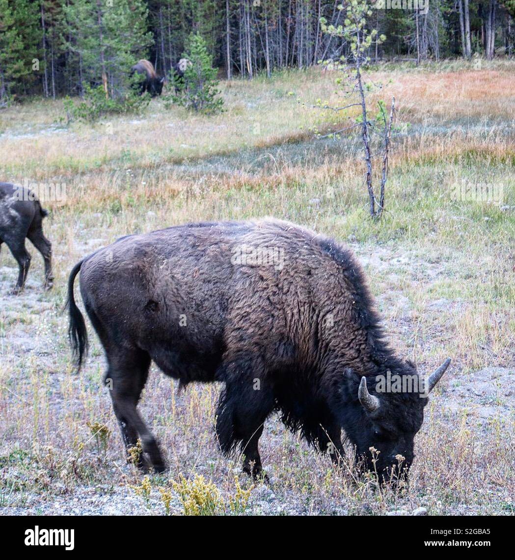 Roaming Buffalo High Resolution Stock Photography and Images - Alamy