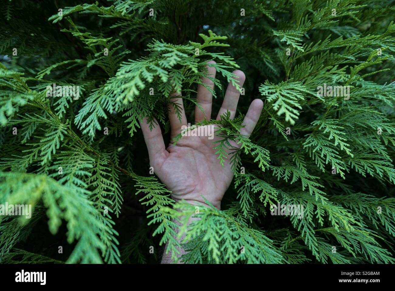 hand and pine tree leaves Stock Photo - Alamy