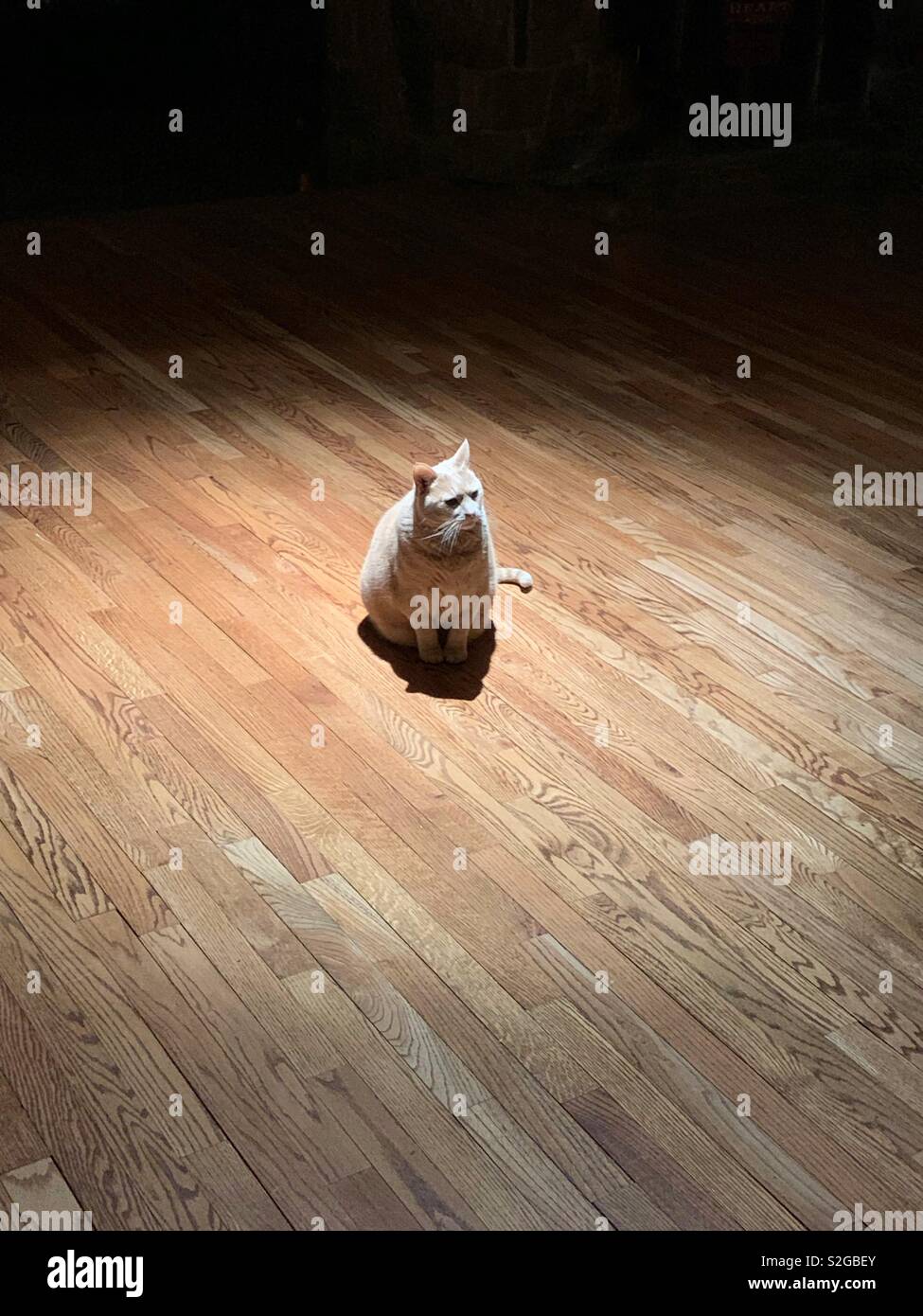 Ginger cat sitting in the spotlight Stock Photo - Alamy