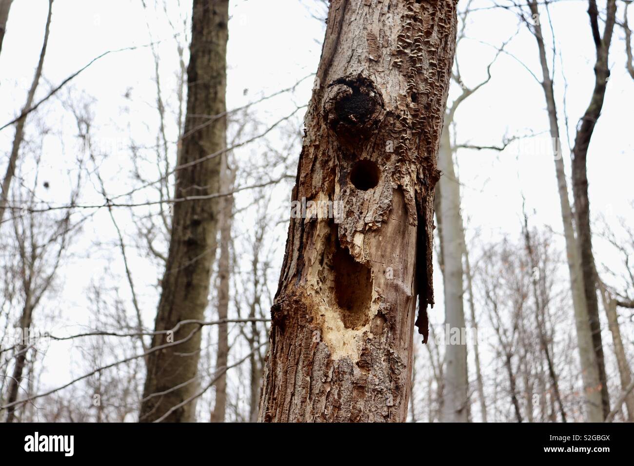 Wildlife damage to a tree Stock Photo - Alamy