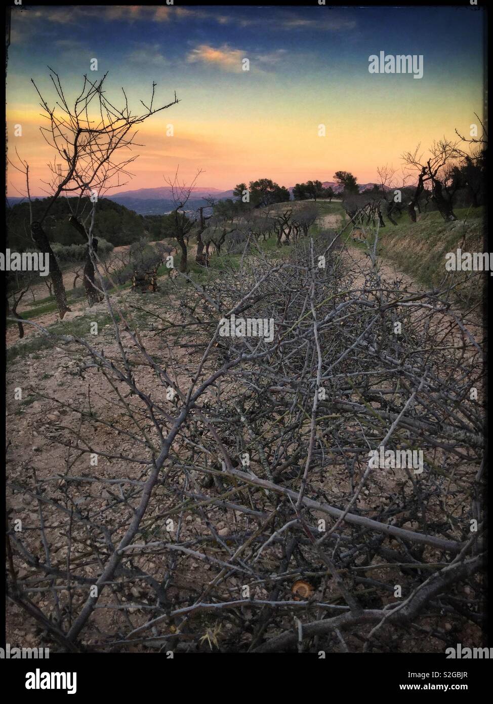 Pruning of an almond tree hi-res stock photography and images - Alamy