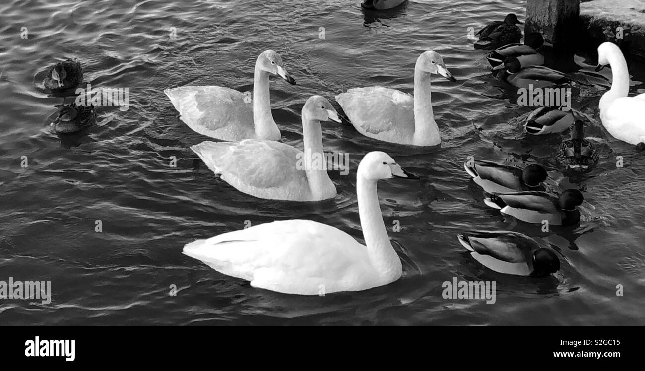 Ducks in a row Stock Photo - Alamy
