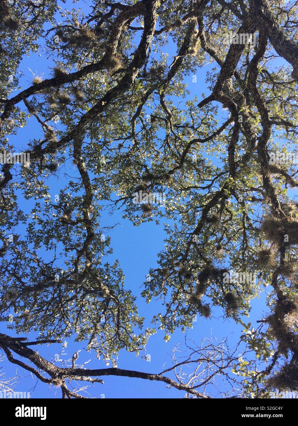 Blue Sky and Tree Branches Stock Photo - Alamy