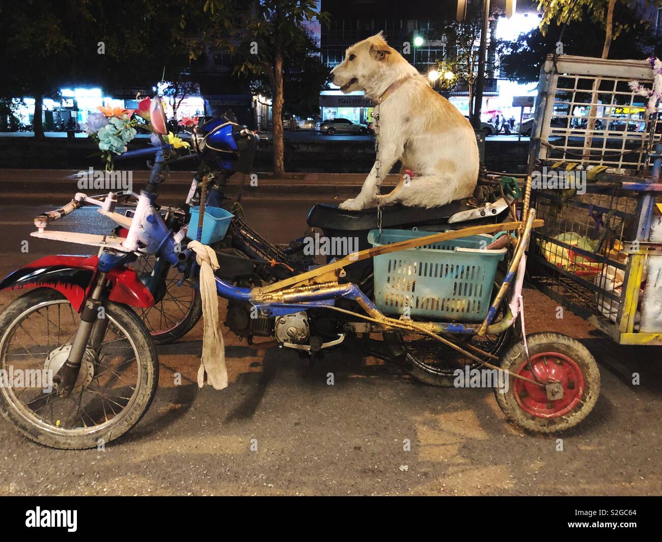 Dog riding a motorcycle hi-res stock photography and images - Alamy