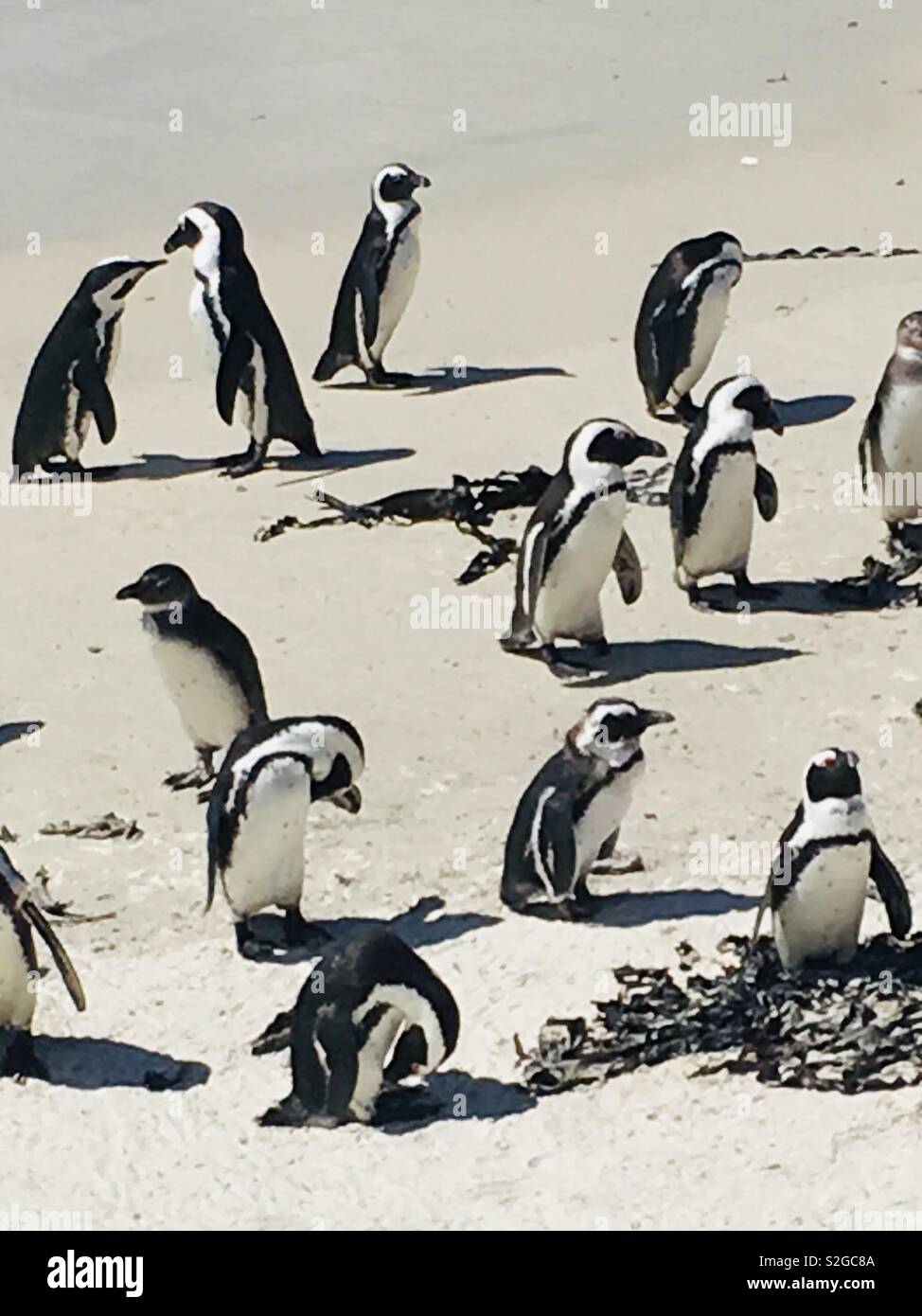 Penguins South Africa Stock Photo - Alamy