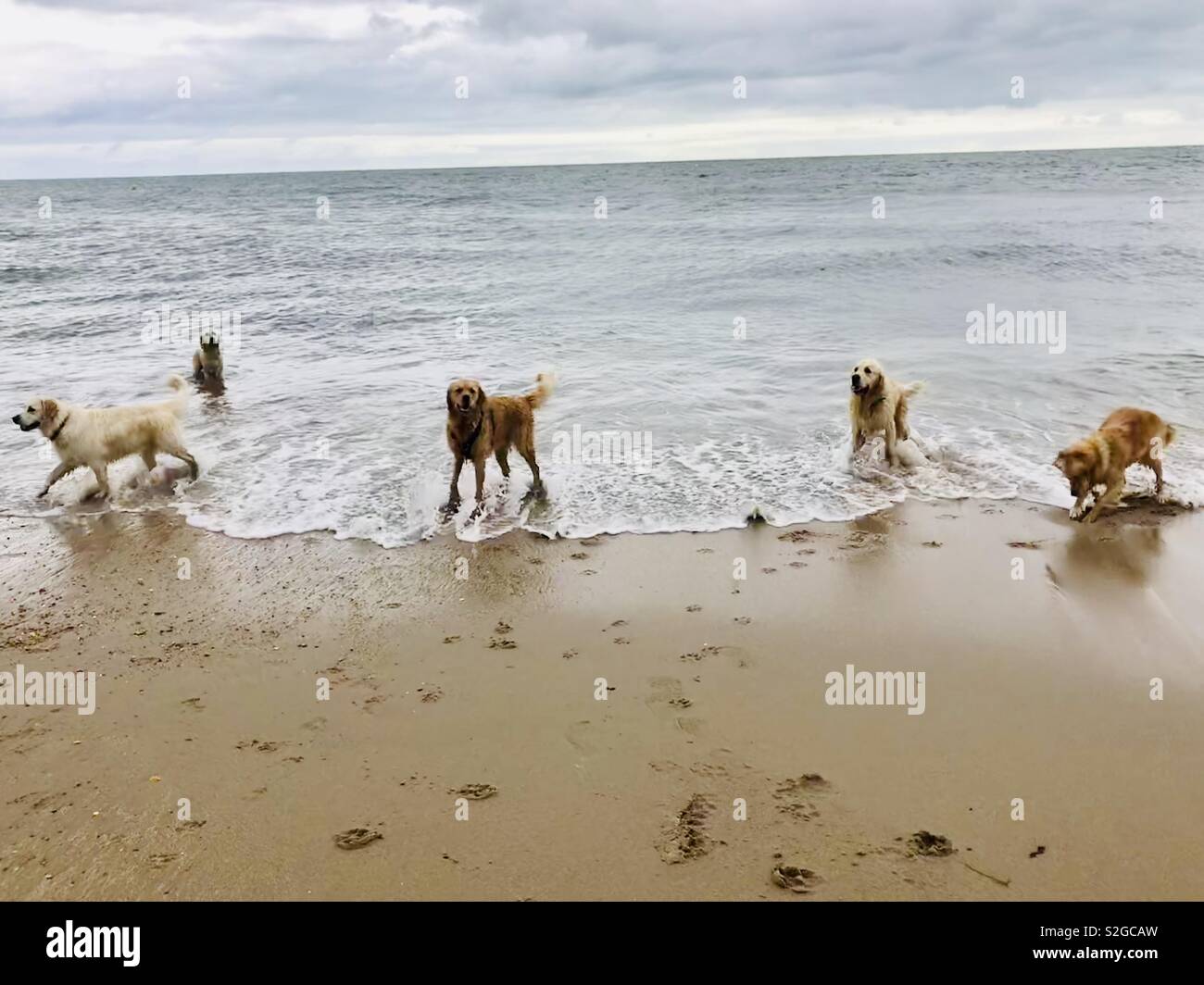 Golden sea hi-res stock photography and images - Alamy