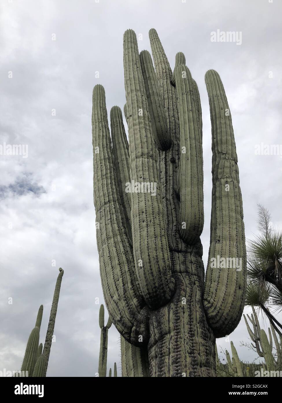 Long Cactus High Resolution Stock Photography and Images - Alamy