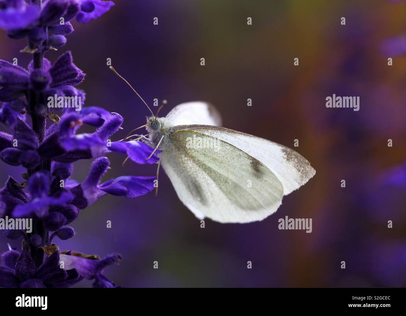 Translucent butterfly hi-res stock photography and images - Alamy