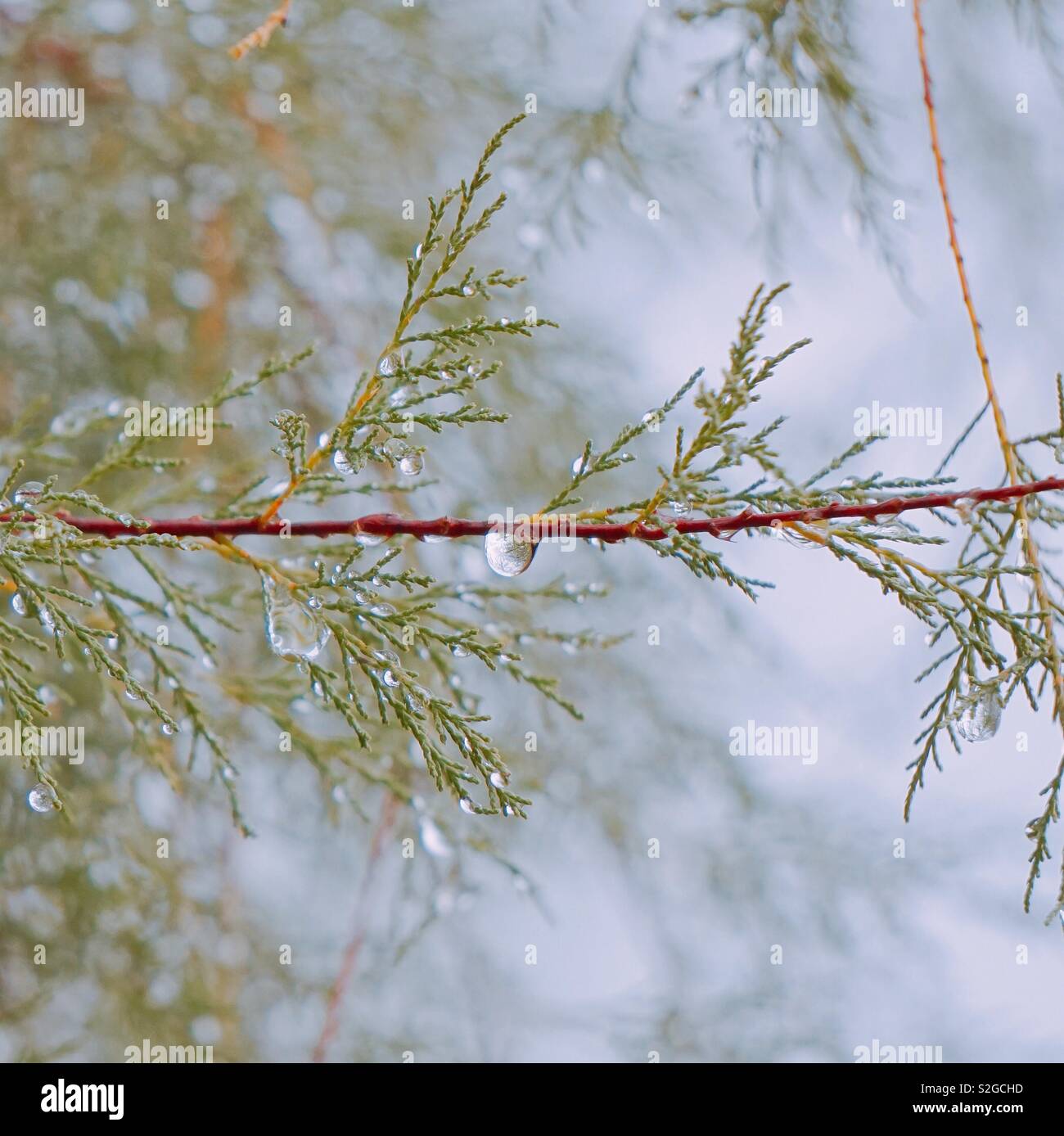 raindrops on the green tree branches Stock Photo - Alamy