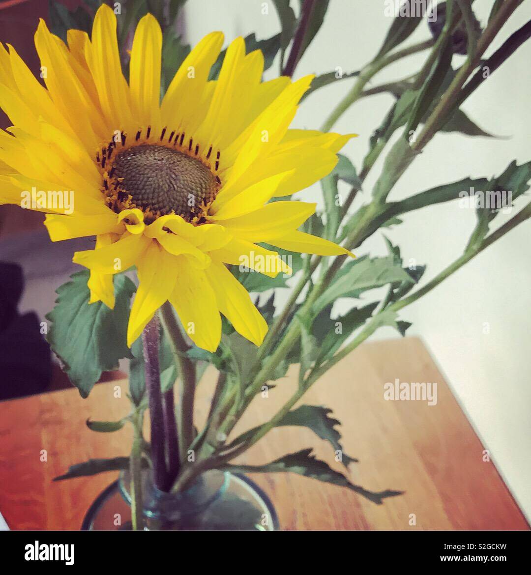 Yellow August 2017 Stock Photo Alamy yellow-august-2017-stock-photo-alamy