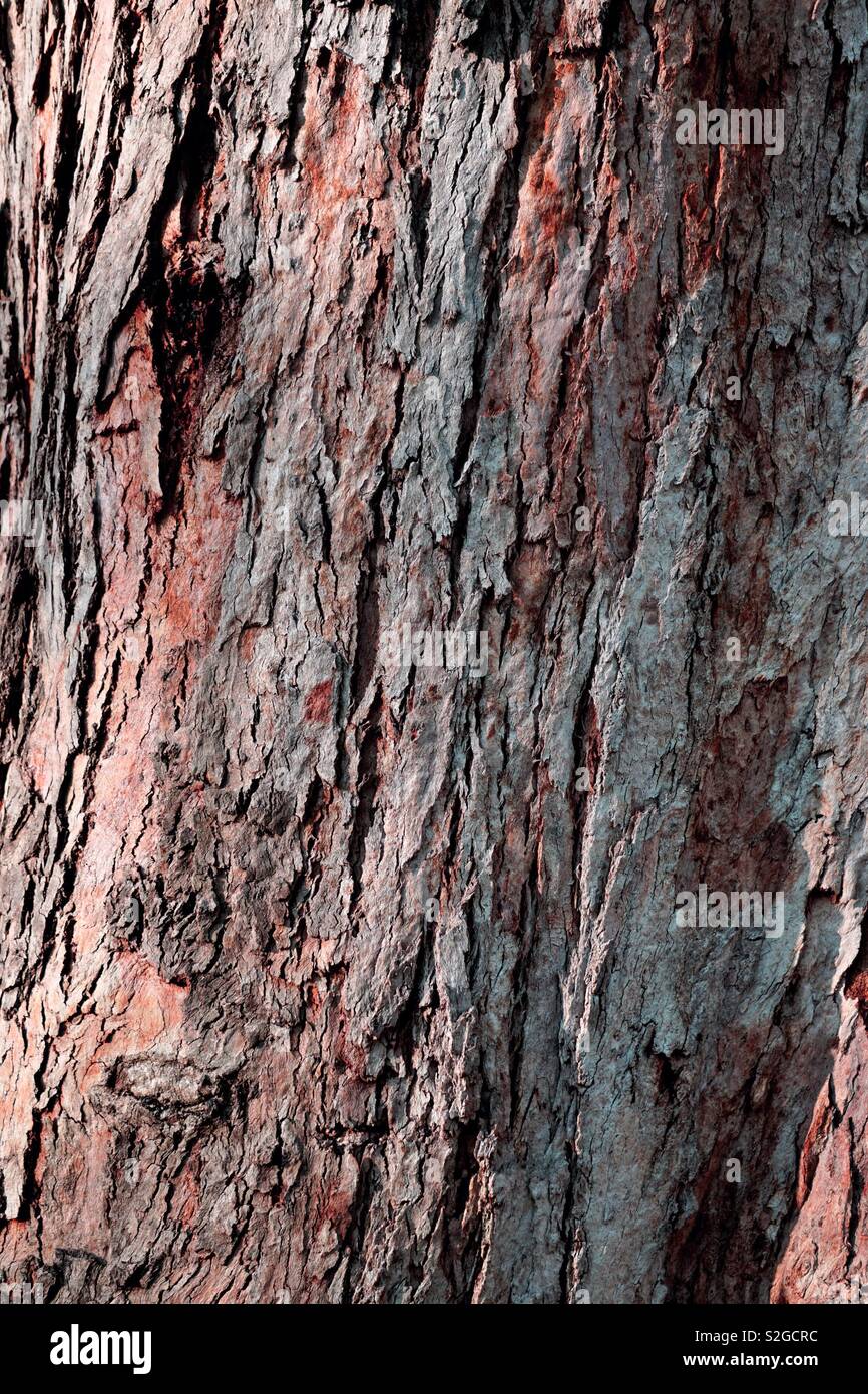 Abstract tree trunk hi-res stock photography and images - Alamy