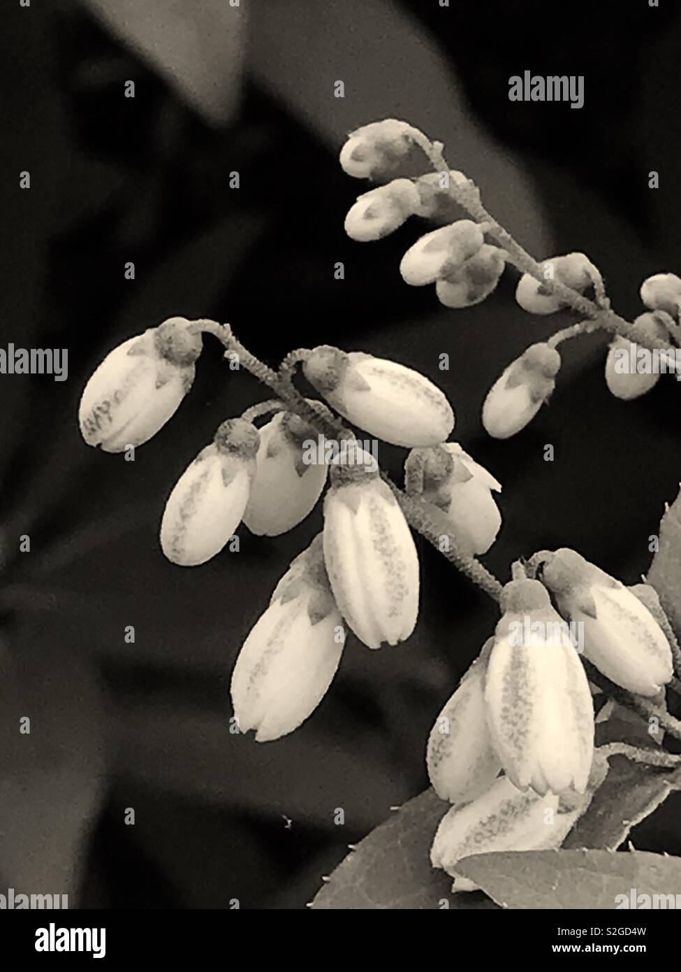 Sepia flower hi-res stock photography and images - Alamy