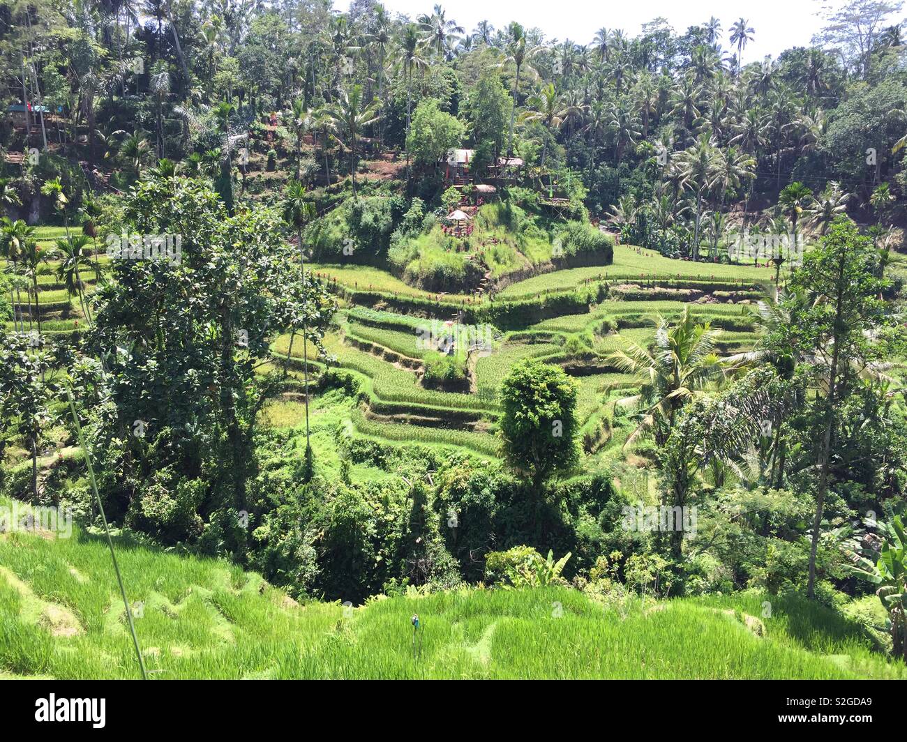 Tegallalang rice terrace hi-res stock photography and images - Alamy
