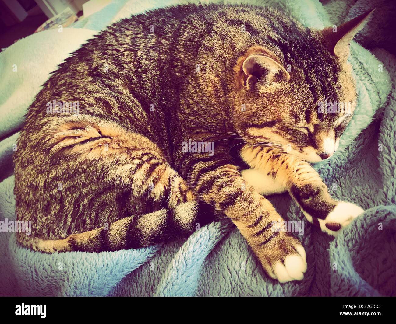 Cat sleeping on bed Stock Photo - Alamy