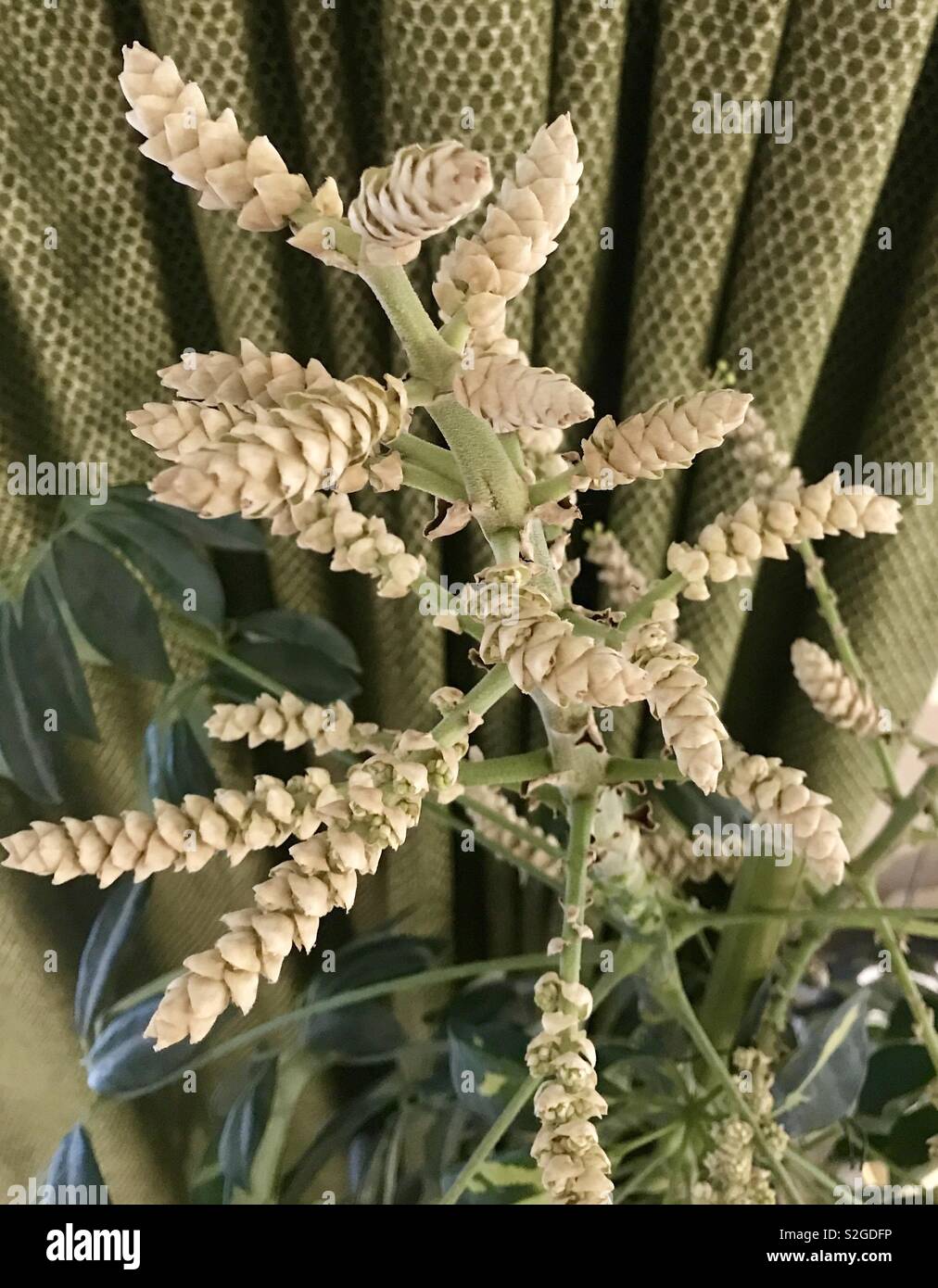 Umbrella plant hi-res stock photography and images - Alamy