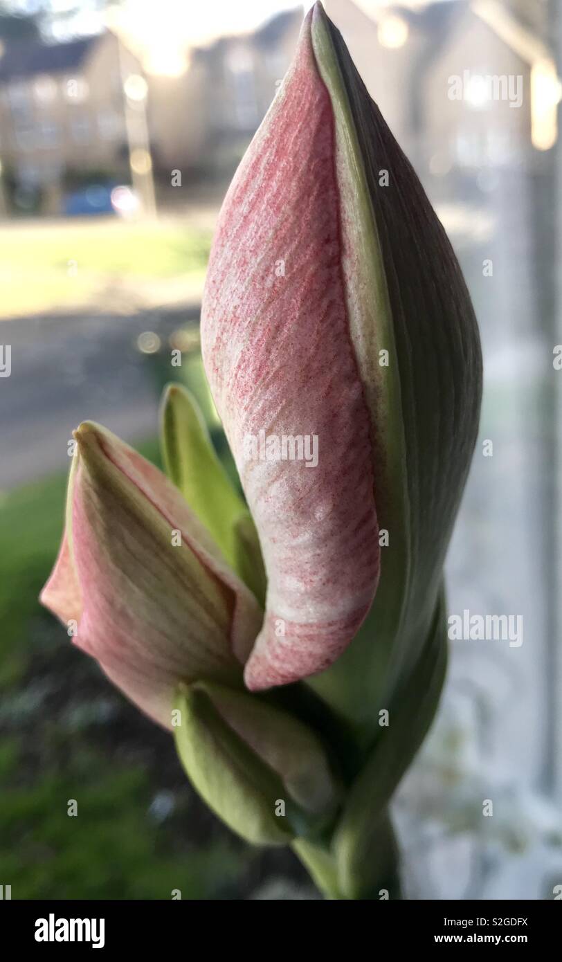 Bud amaryllis hi-res stock photography and images - Alamy