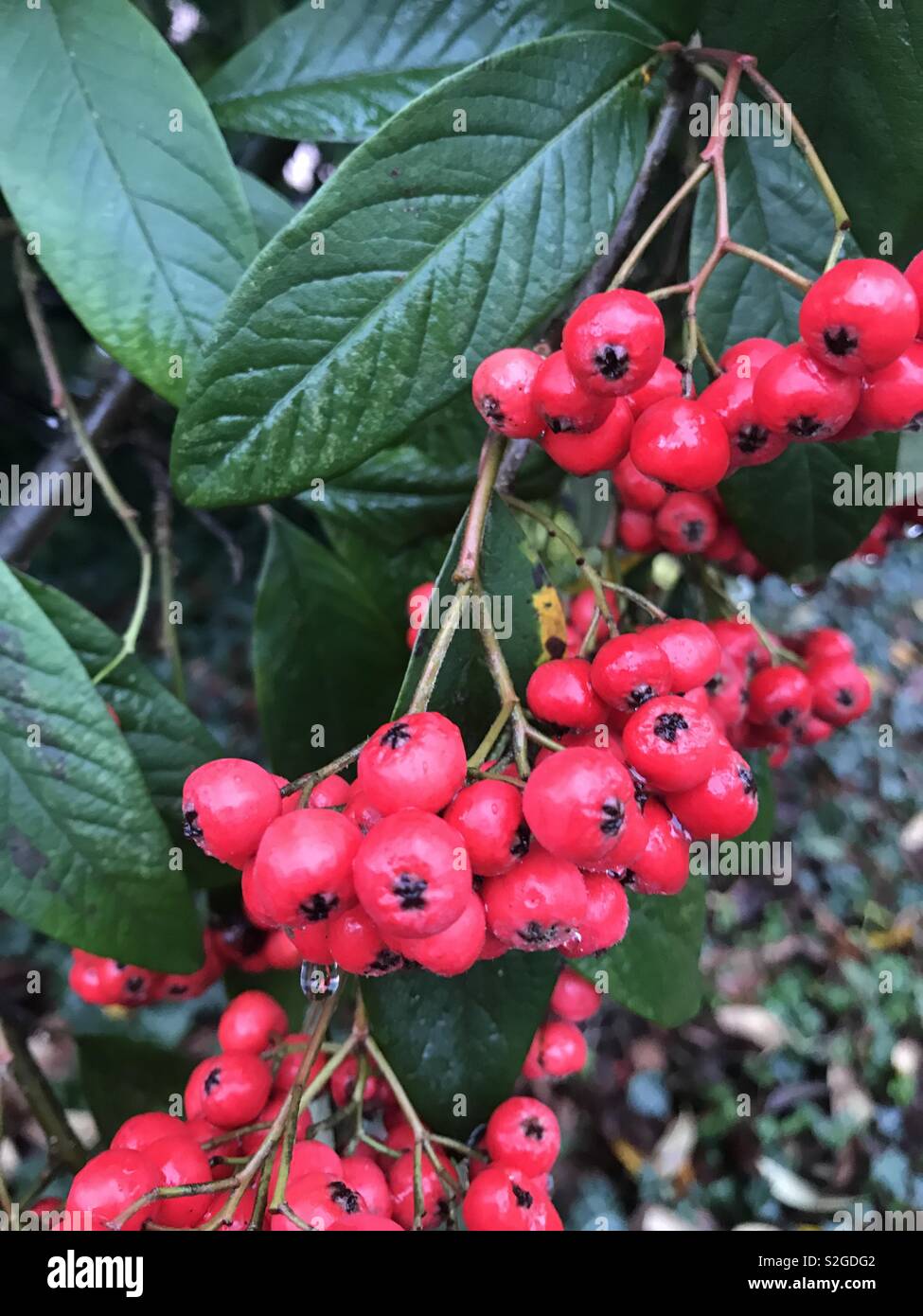 Vibrant berries hi-res stock photography and images - Alamy