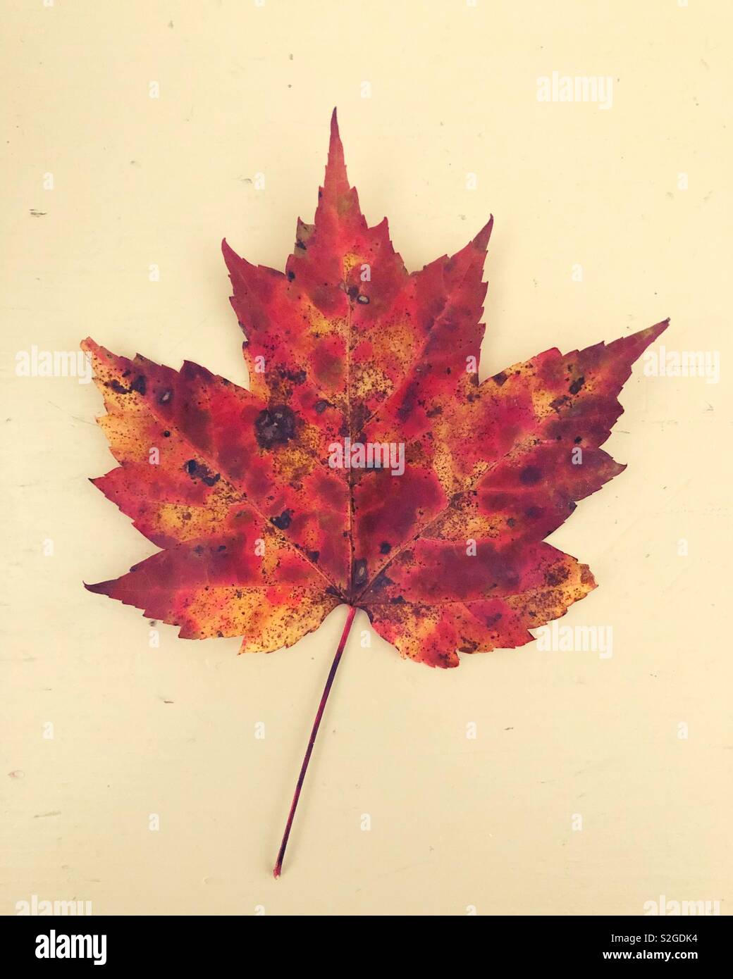 Pointy Leaf Stock Photos & Pointy Leaf Stock Images - Alamy