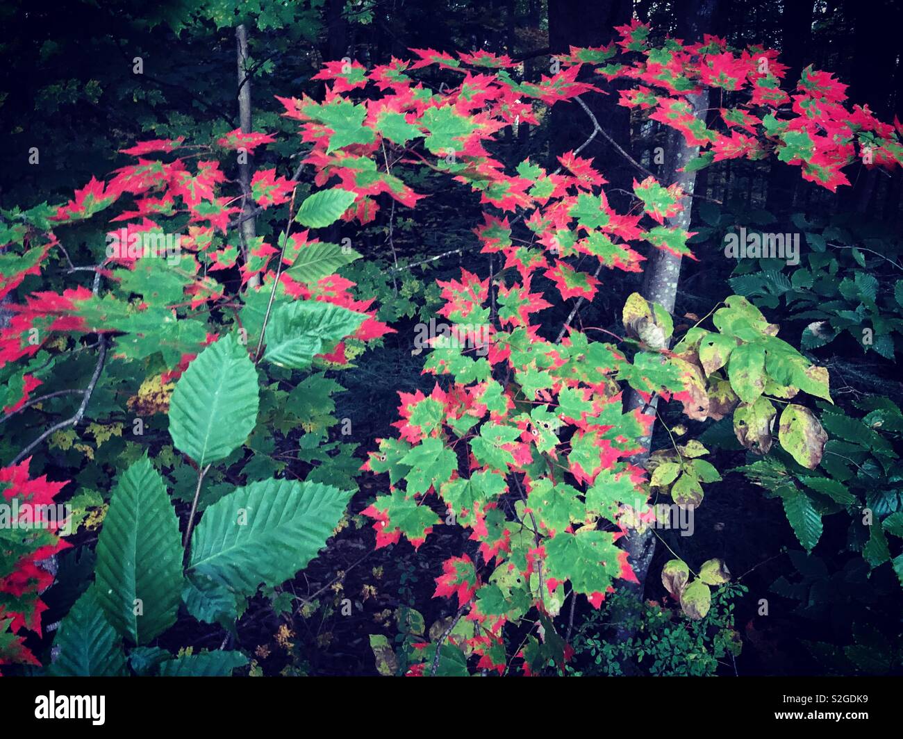 Turn leaves hi-res stock photography and images - Alamy