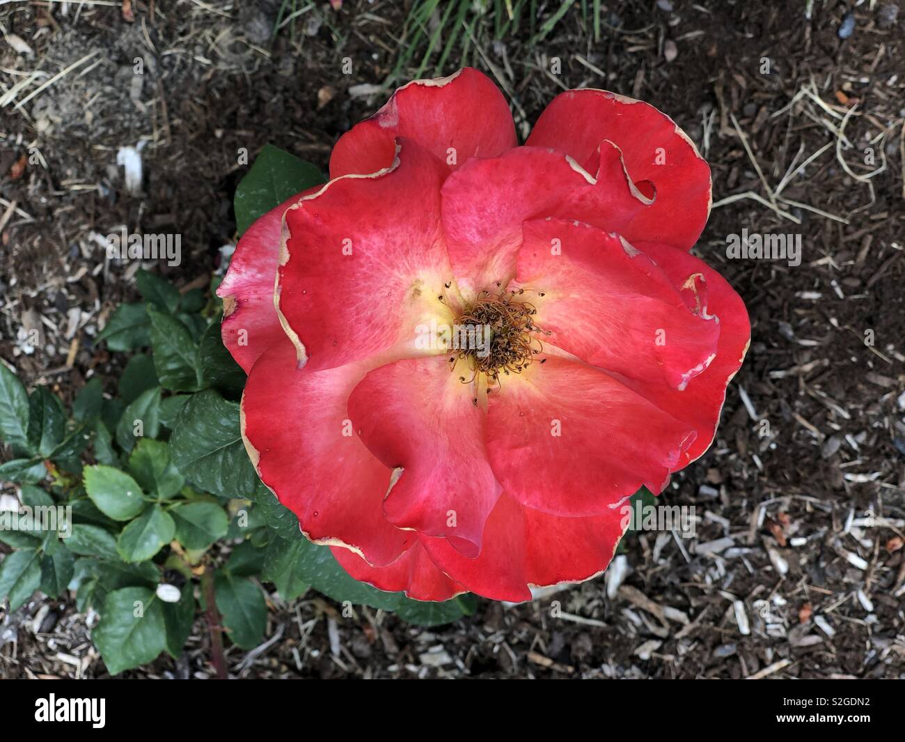 Open red rose hi-res stock photography and images - Alamy