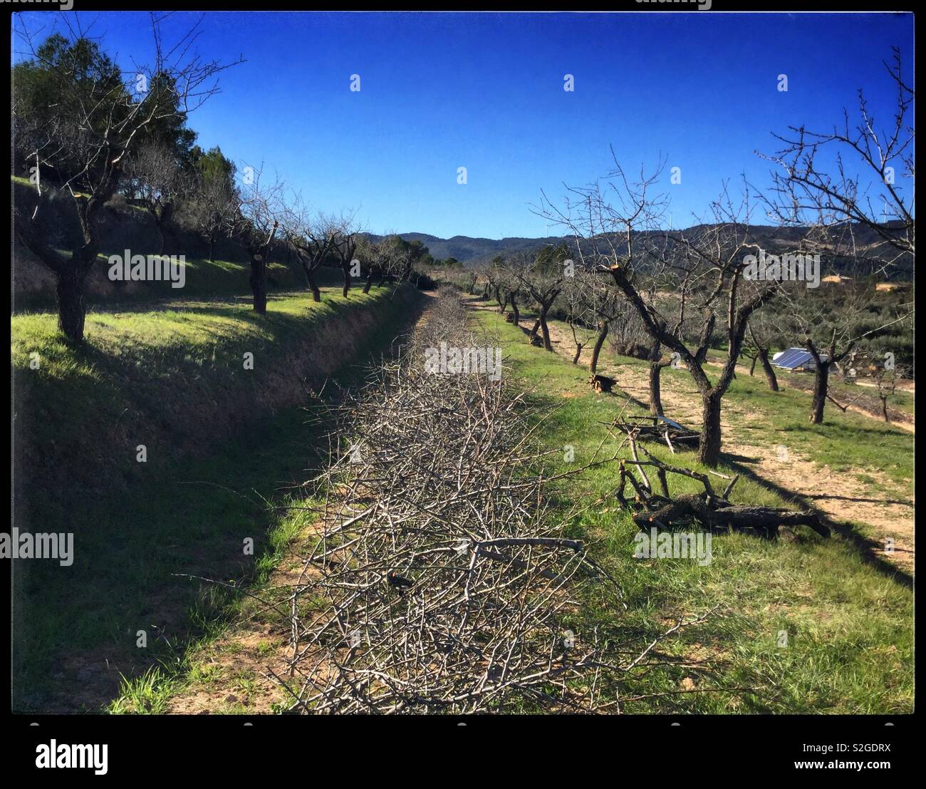 Pruning of an almond tree hi-res stock photography and images - Alamy