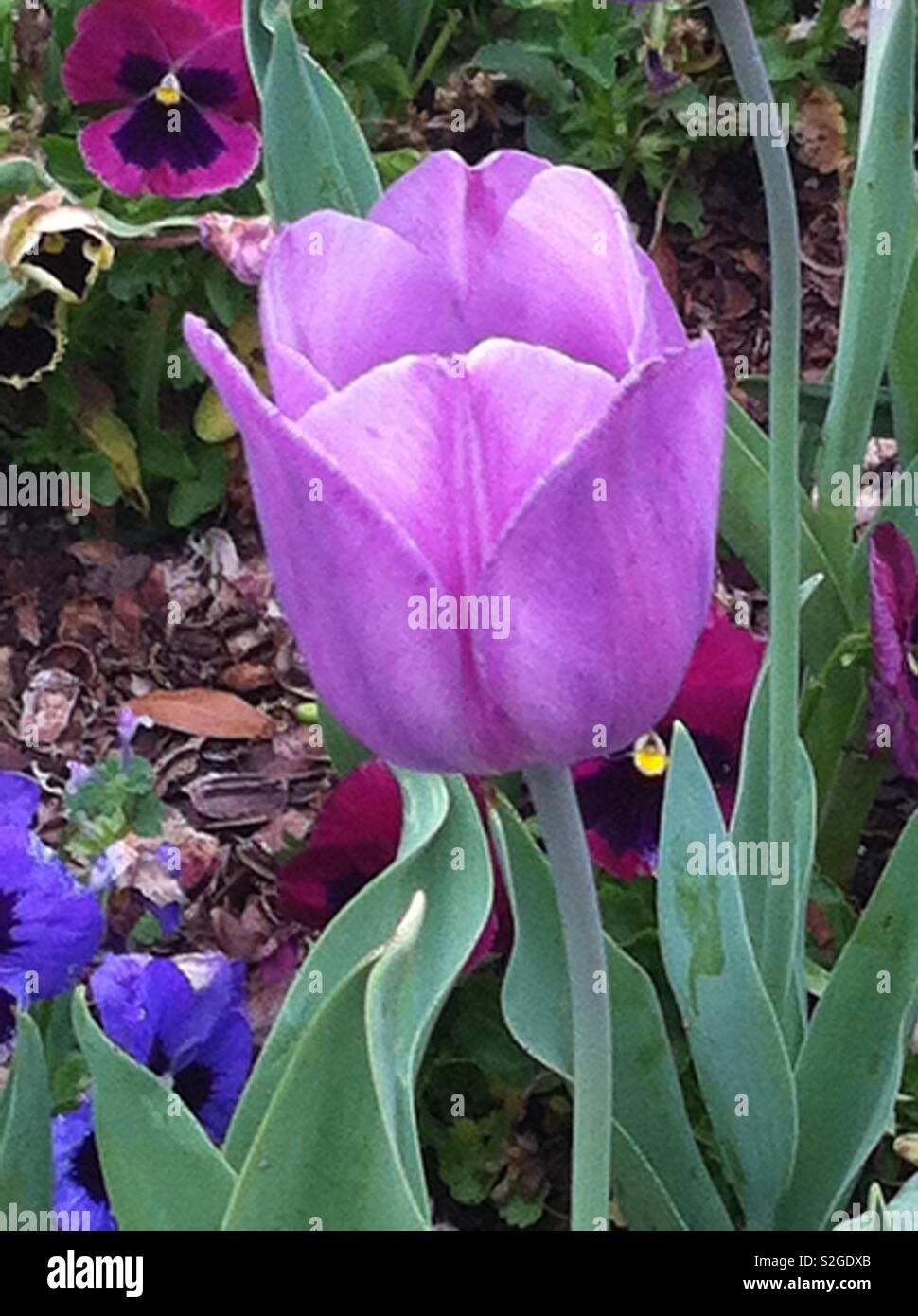 Spring Begins in Texas Stock Photo - Alamy