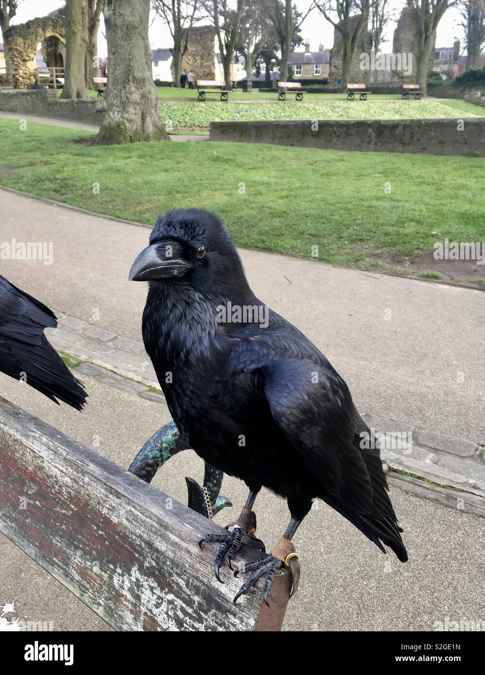 Queens raven hi-res stock photography and images - Alamy