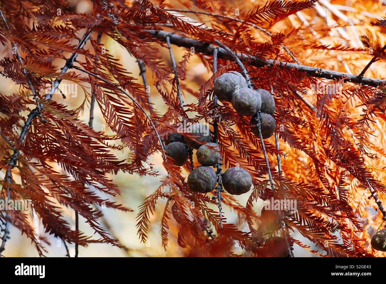 abstract brown branches Stock Photo - Alamy