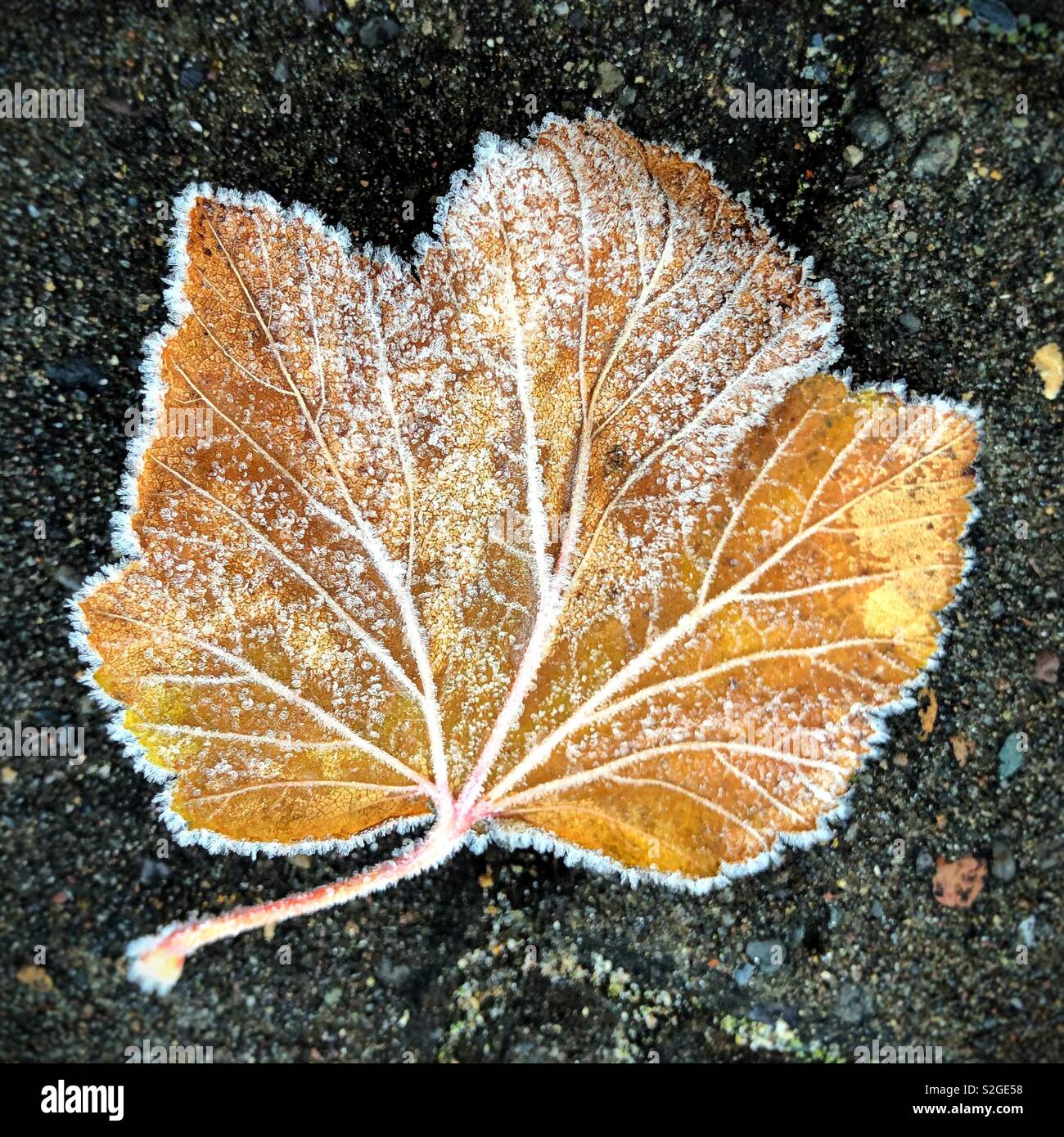 Leaf frost hi-res stock photography and images - Alamy