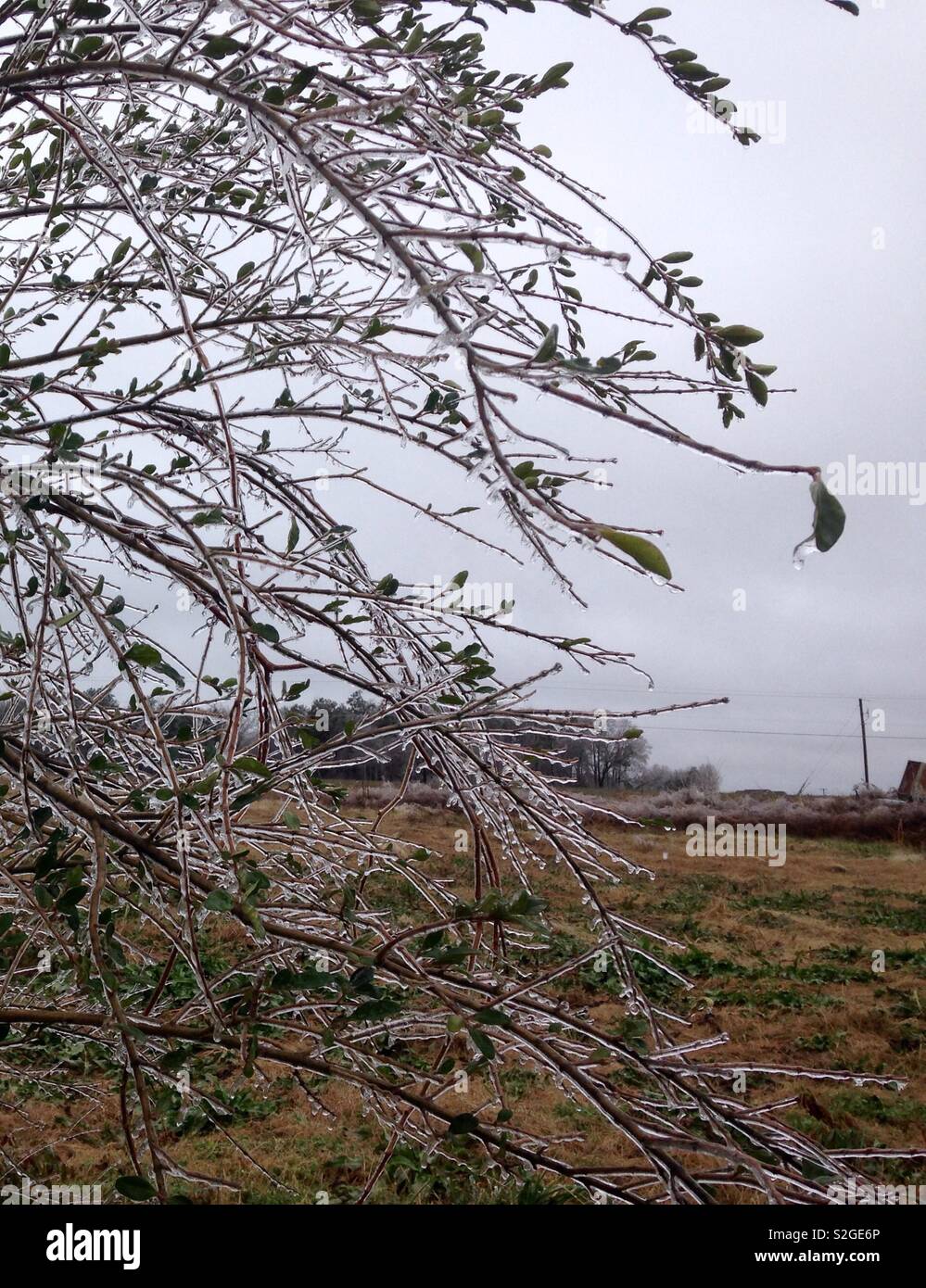 Icy branches hi-res stock photography and images - Alamy