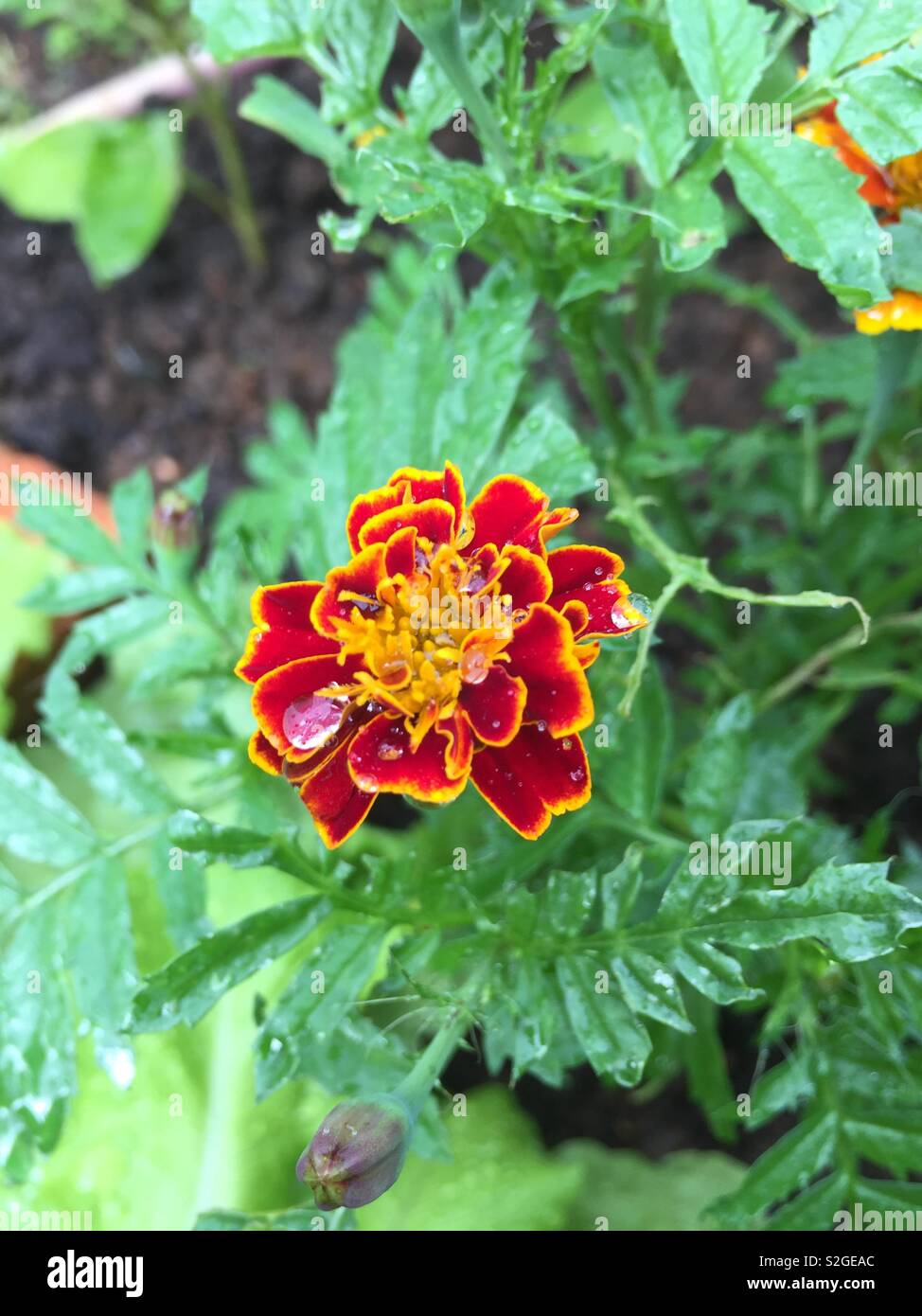 Rain flower hi-res stock photography and images - Alamy