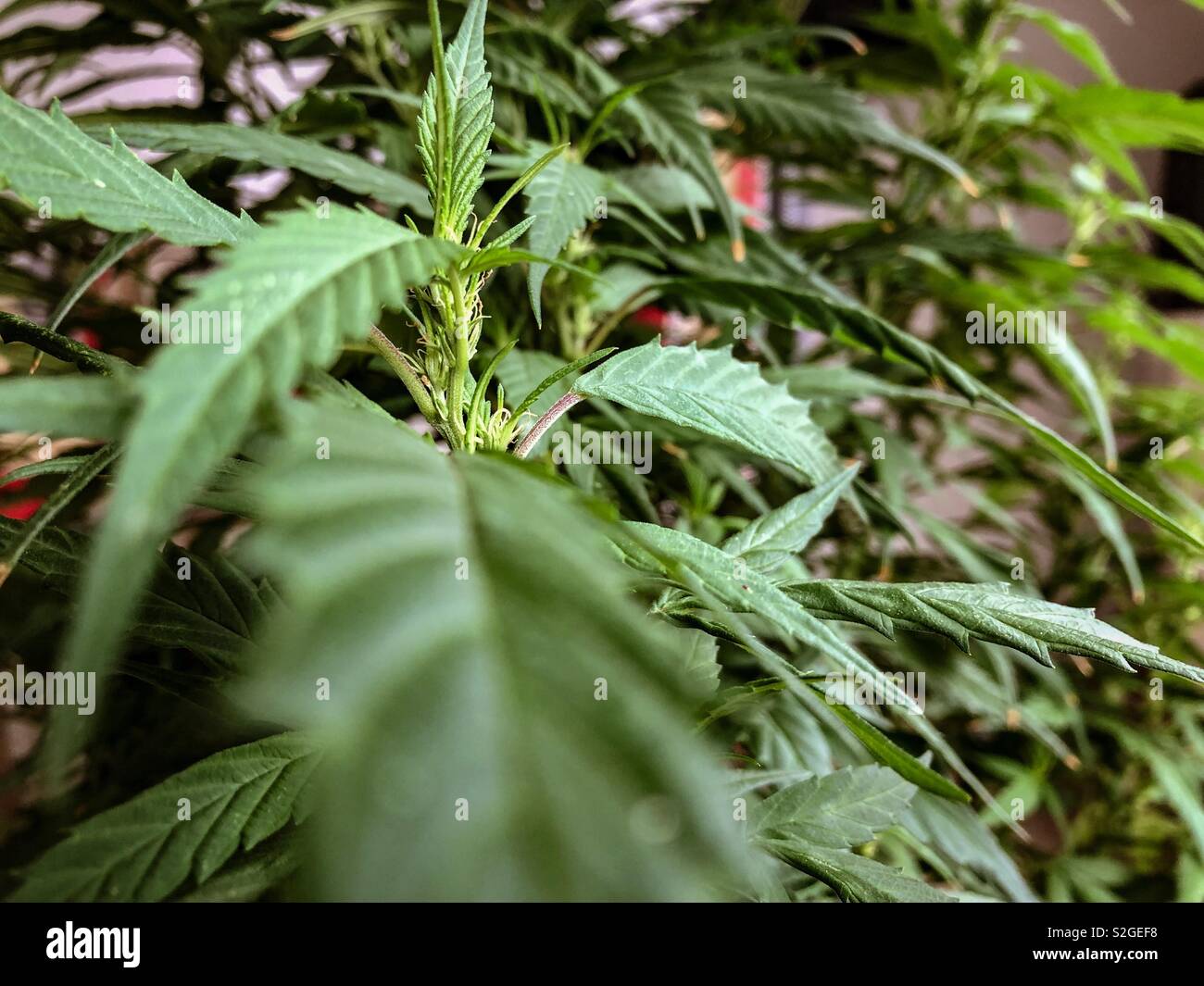 Marijuana pollen hi-res stock photography and images - Alamy