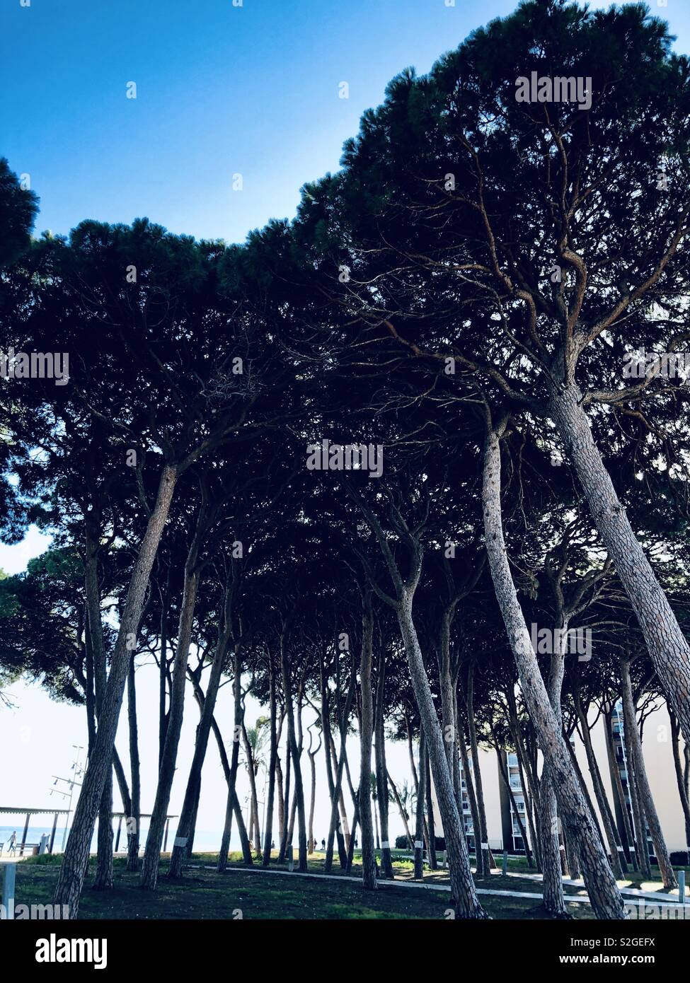 Pine tress hi-res stock photography and images - Alamy