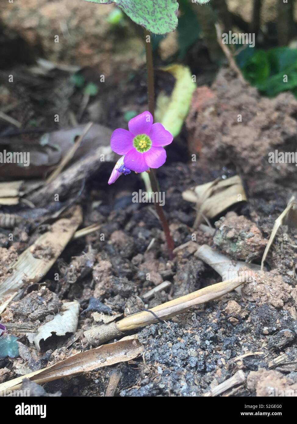 Little flower hi-res stock photography and images - Alamy