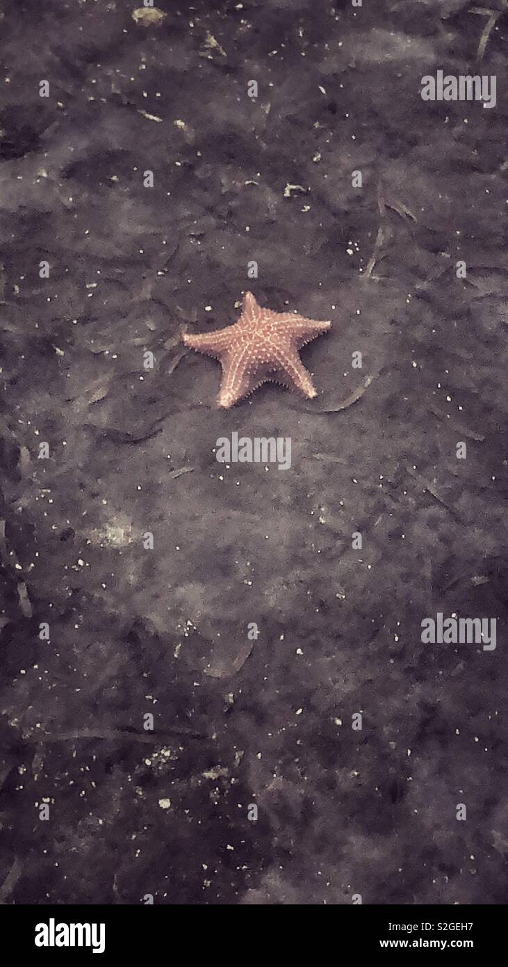 Red starfish in clear water, photo taken from above outside of the ...