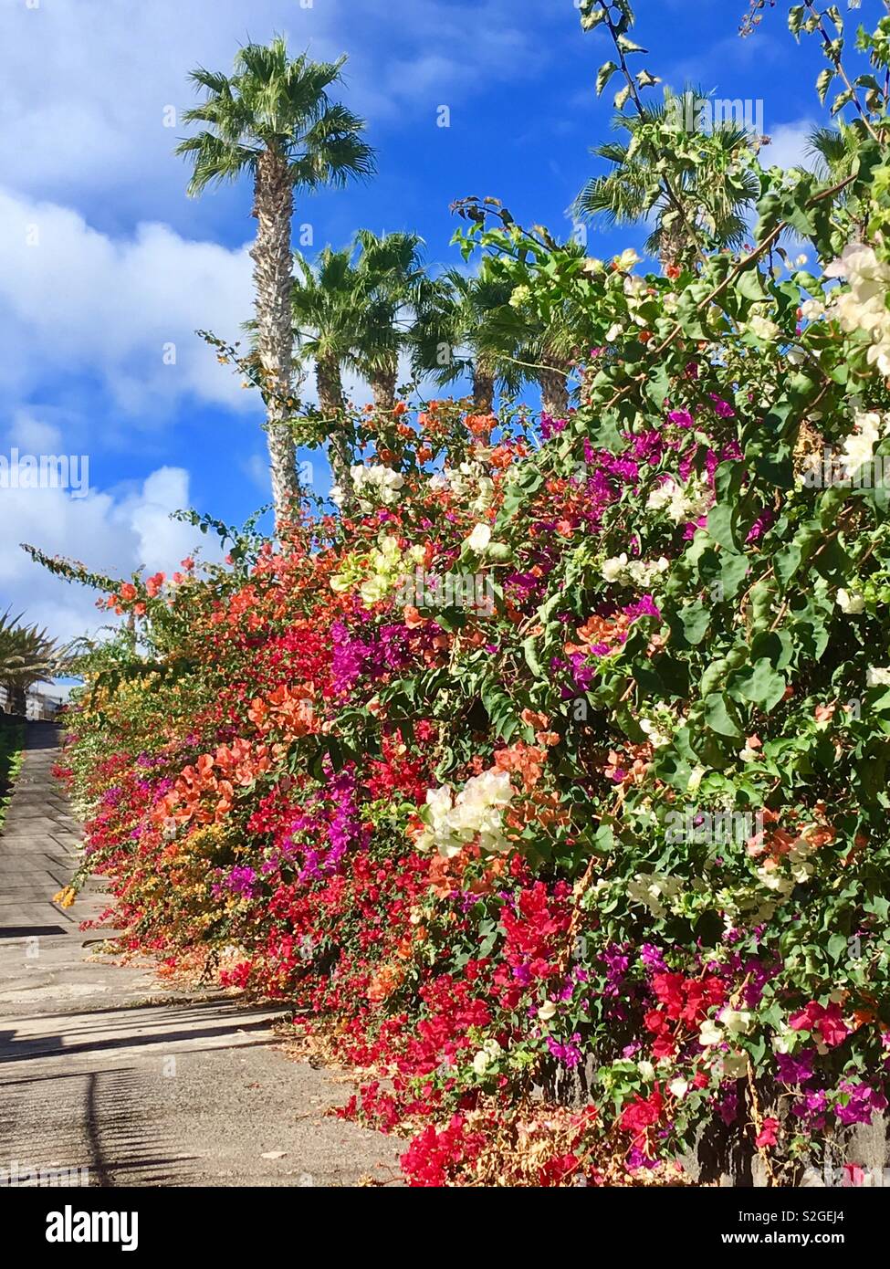Canarian Flowers High Resolution Stock Photography and Images - Alamy