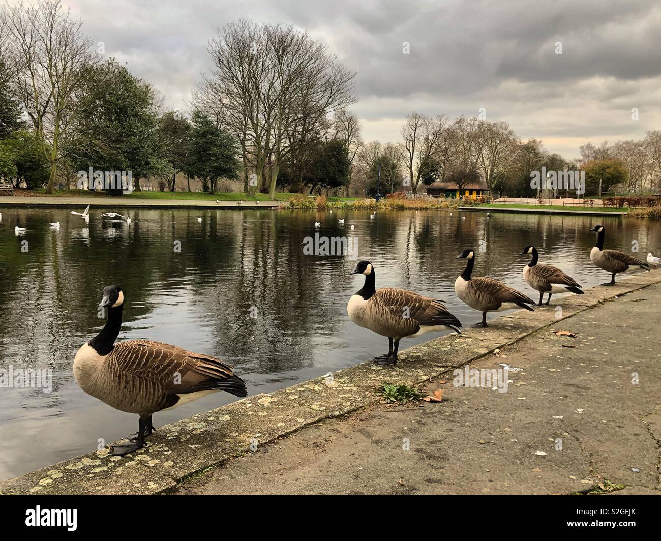 Ducks in a row Stock Photo - Alamy