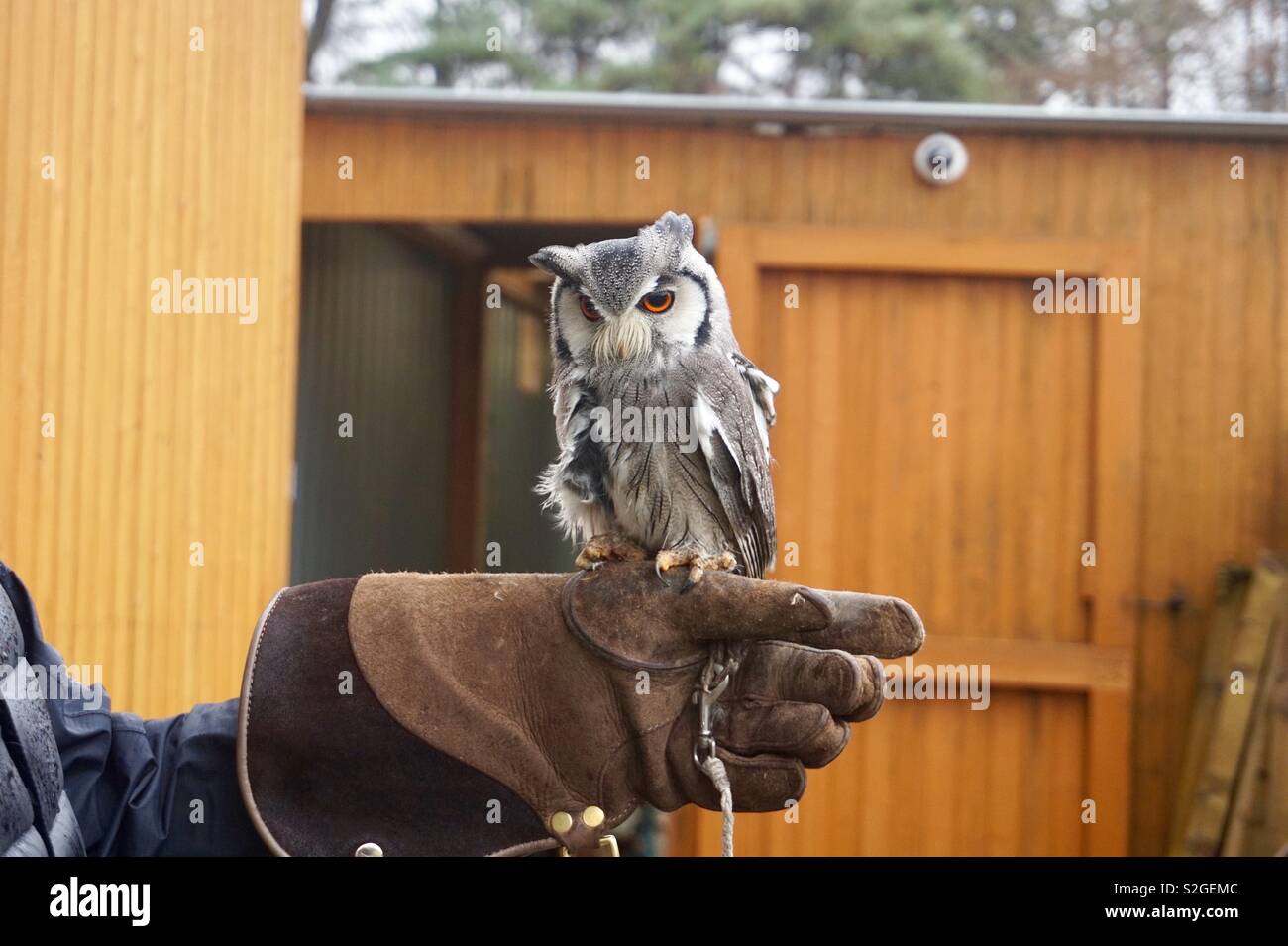 Owl on hand hi-res stock photography and images - Alamy