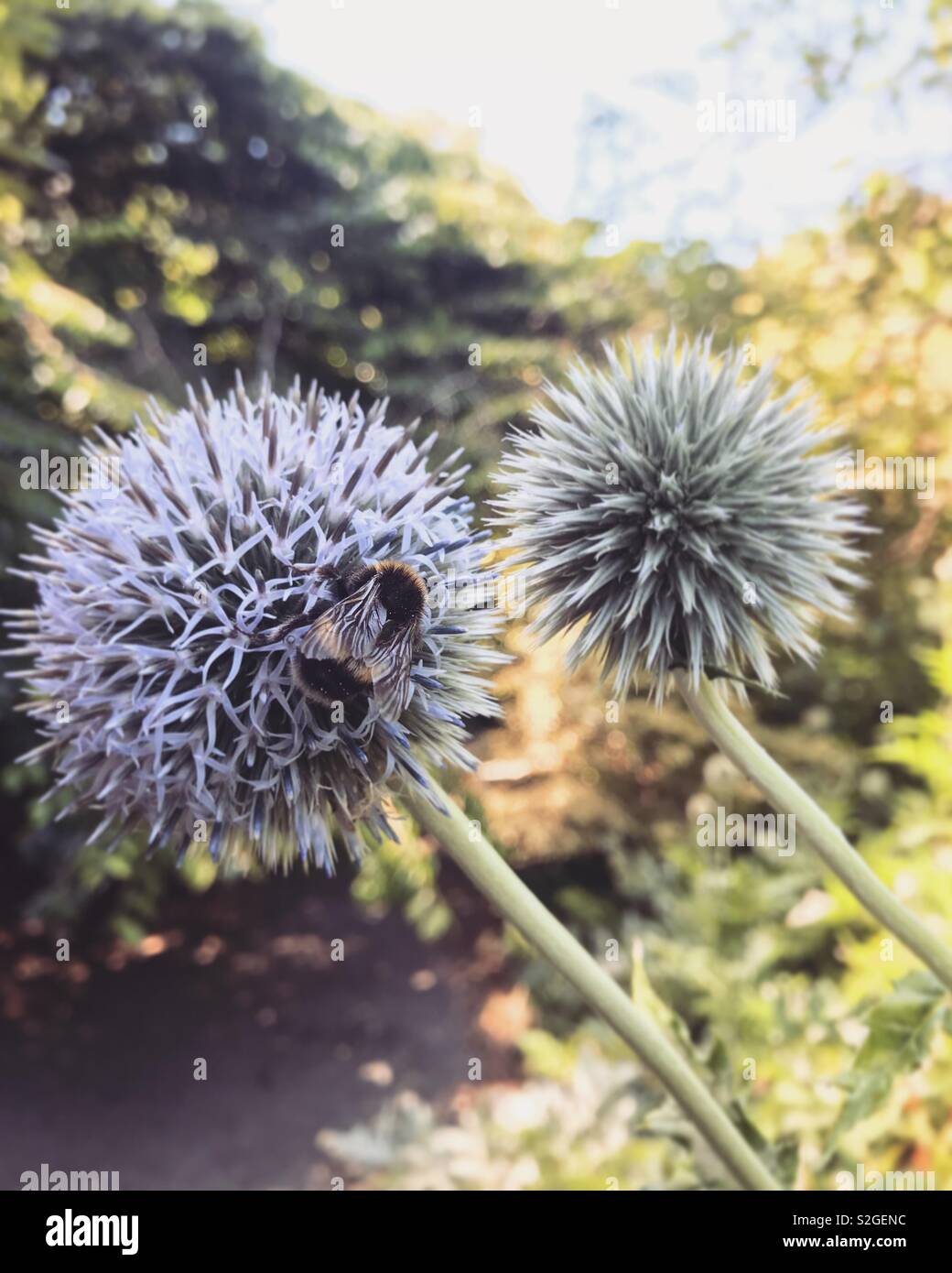 Bumblebee buzz pollination hi-res stock photography and images - Alamy
