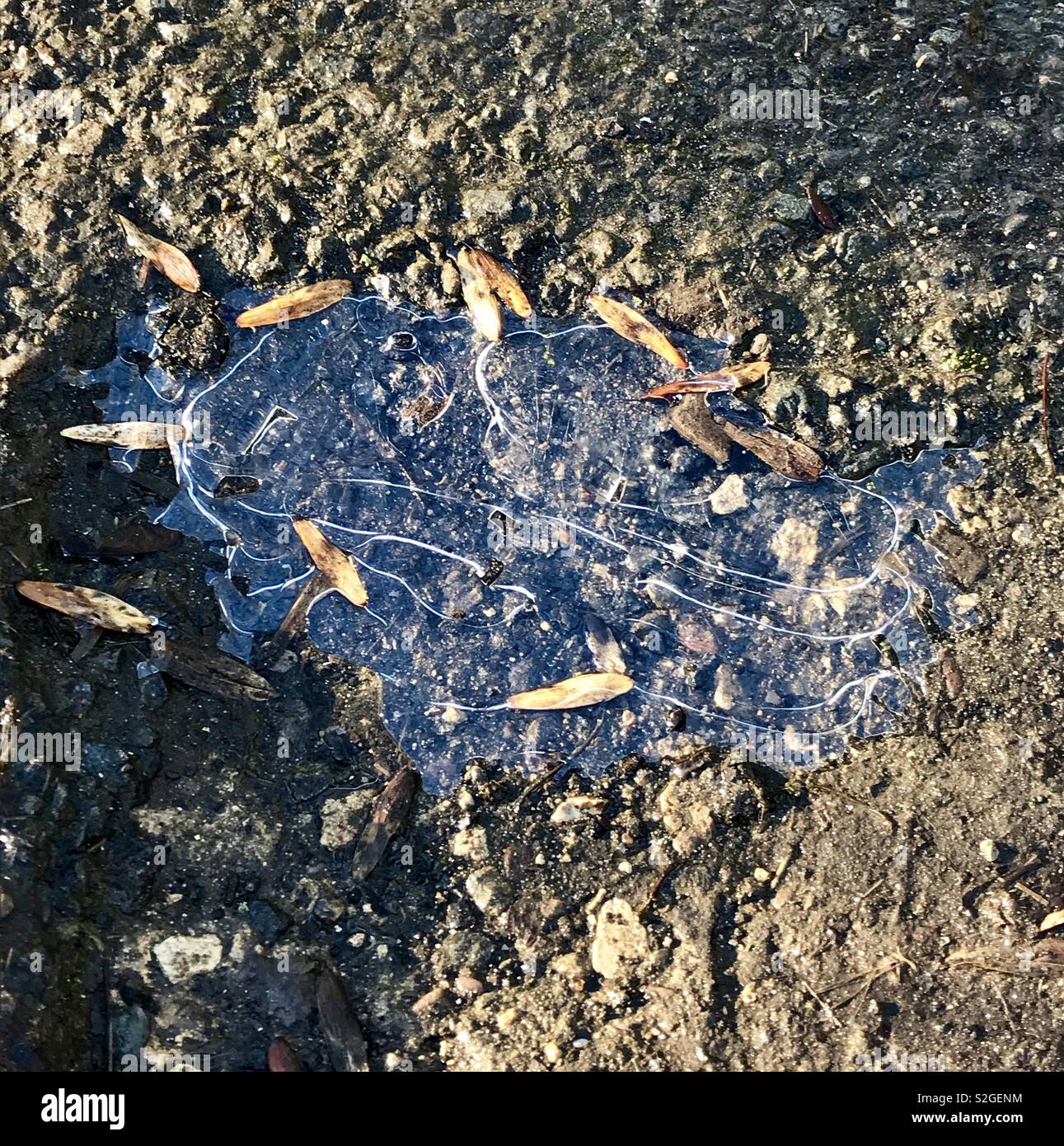 Freezing Puddle High Resolution Stock Photography and Images - Alamy