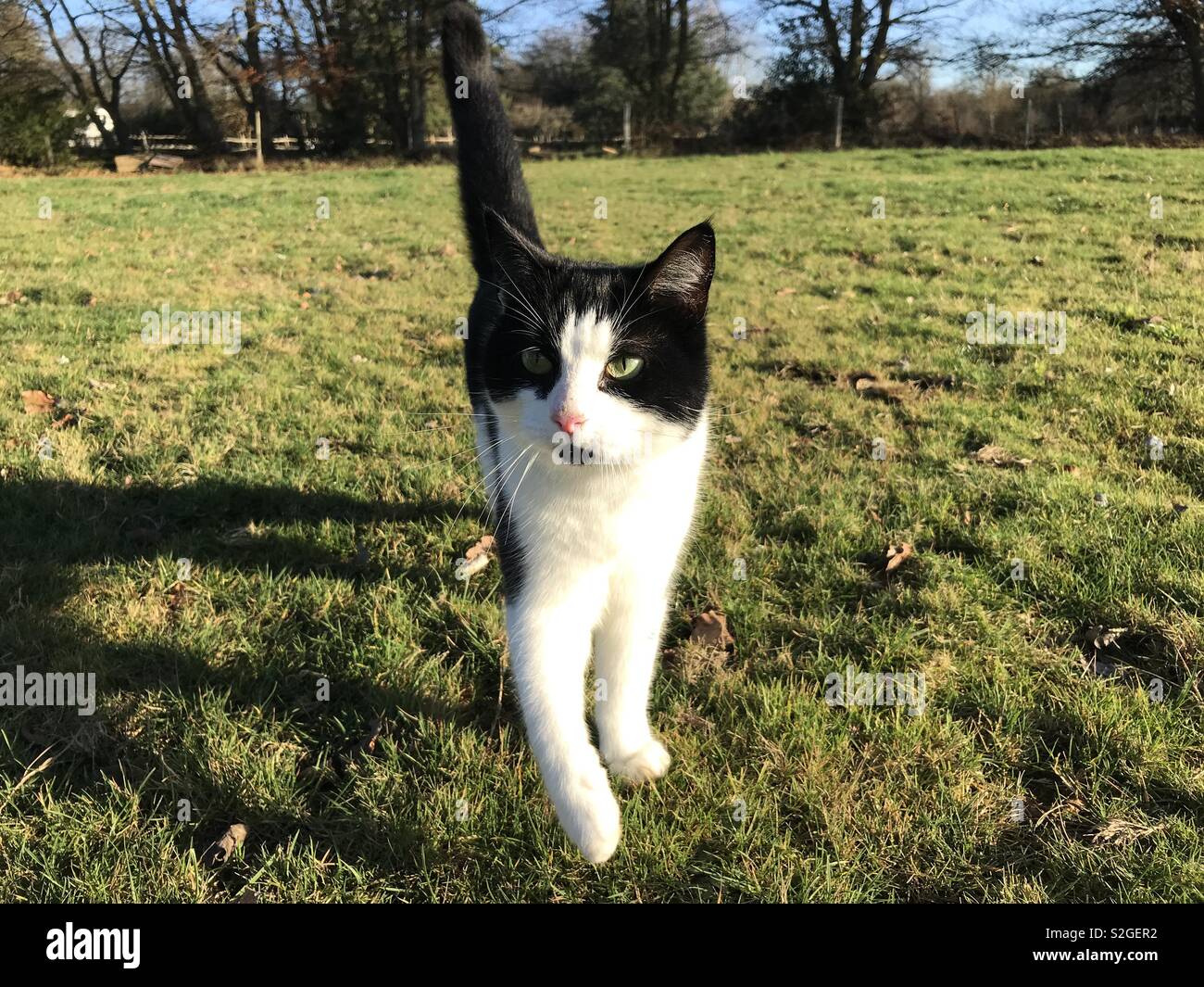 White cat ears hi-res stock photography and images - Alamy