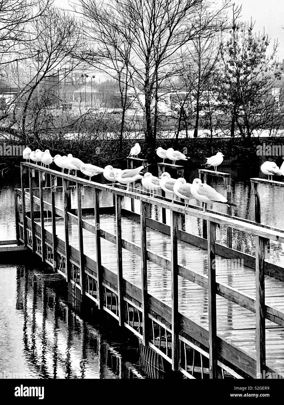 Birds on a dock Stock Photo - Alamy