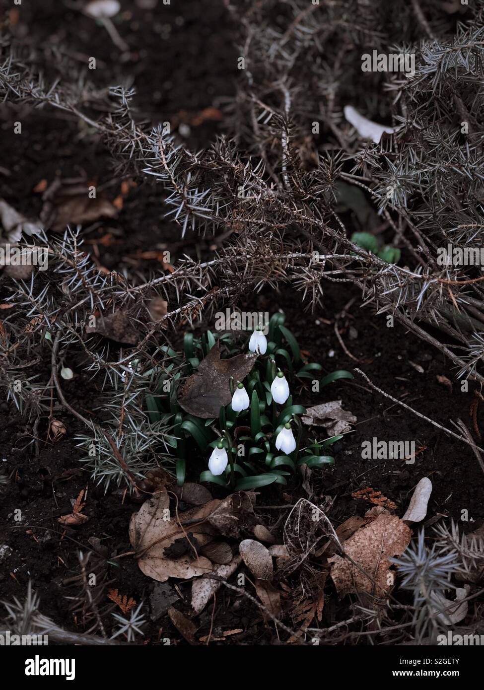 Snowdrop and leaves hi-res stock photography and images - Alamy