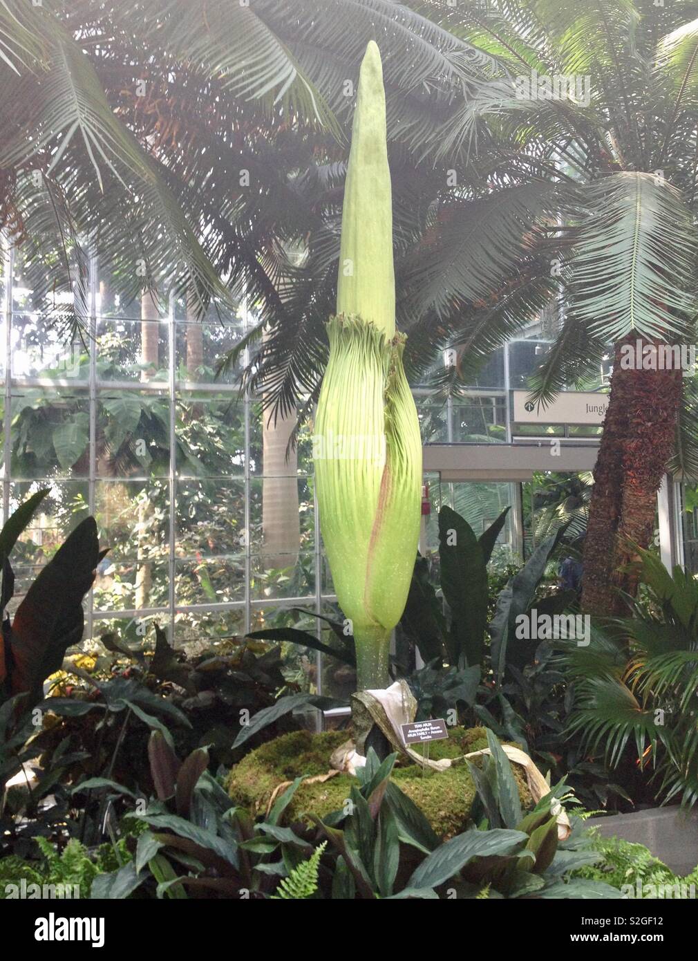 Titan flower hi-res stock photography and images - Alamy