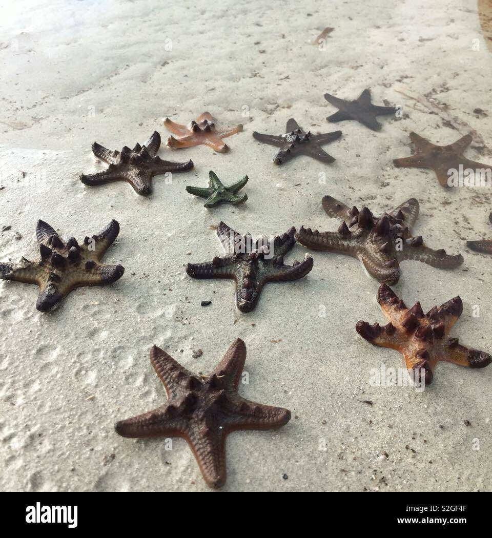 Stars on ground hi-res stock photography and images - Alamy