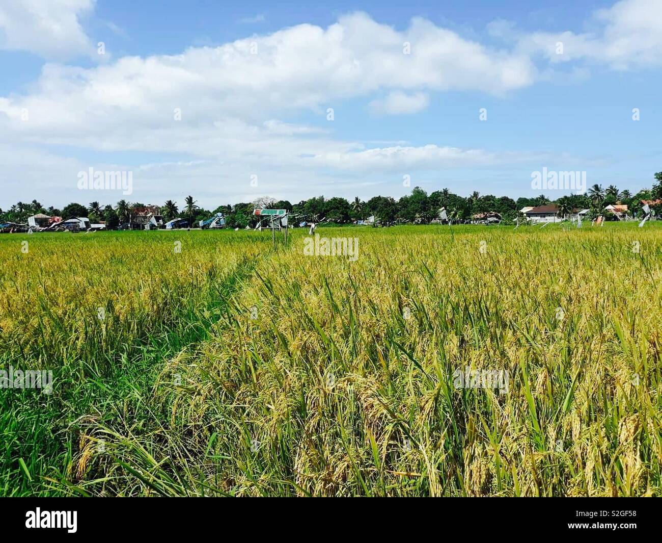 Palay Rice High Resolution Stock Photography and Images - Alamy
