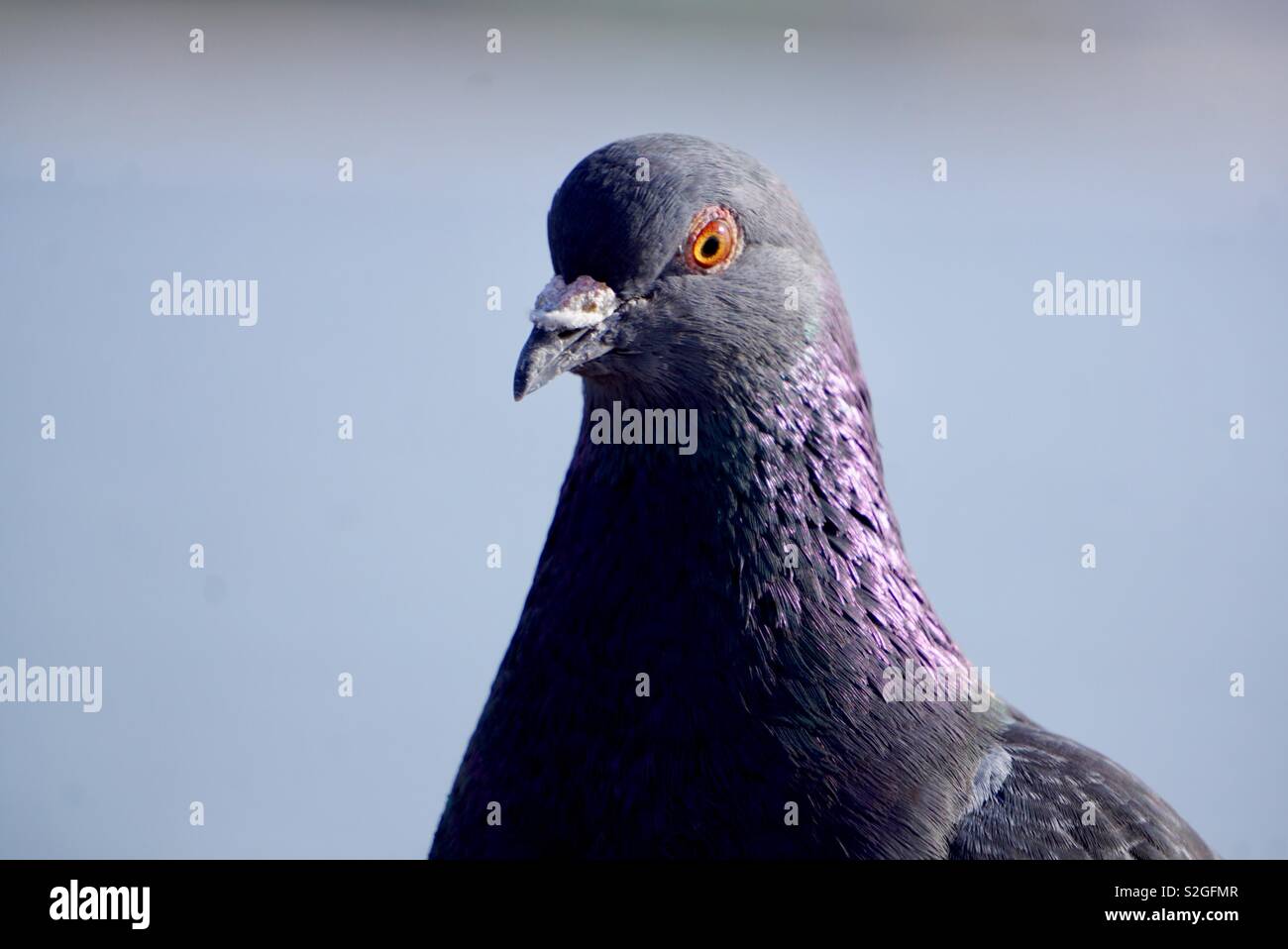 Pigeon head shot Stock Photo - Alamy